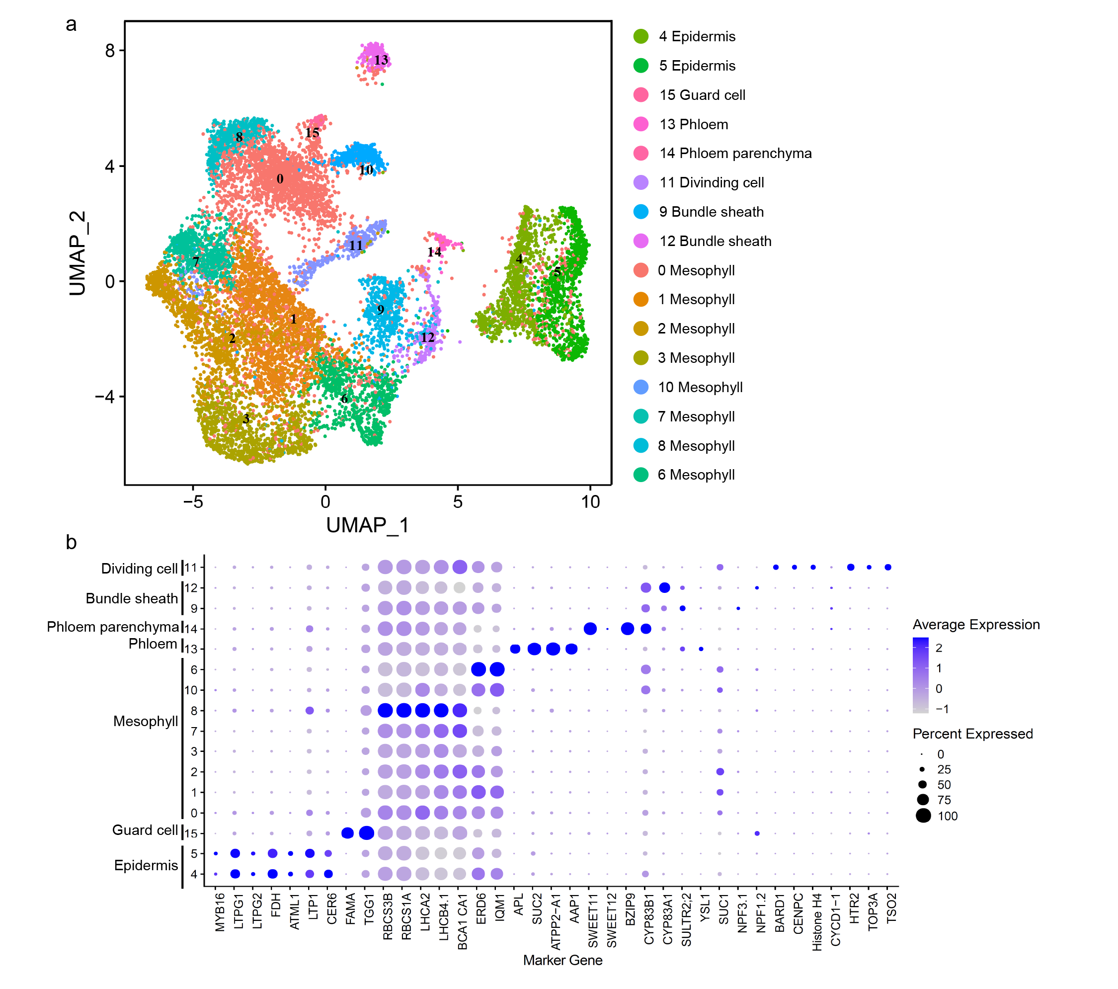 Arabidopsis Cell Atlas: a comprehensive single-cell transcriptomic ... Arabidopsis Cell Atlas: a comprehensive single-cell transcriptomic ...